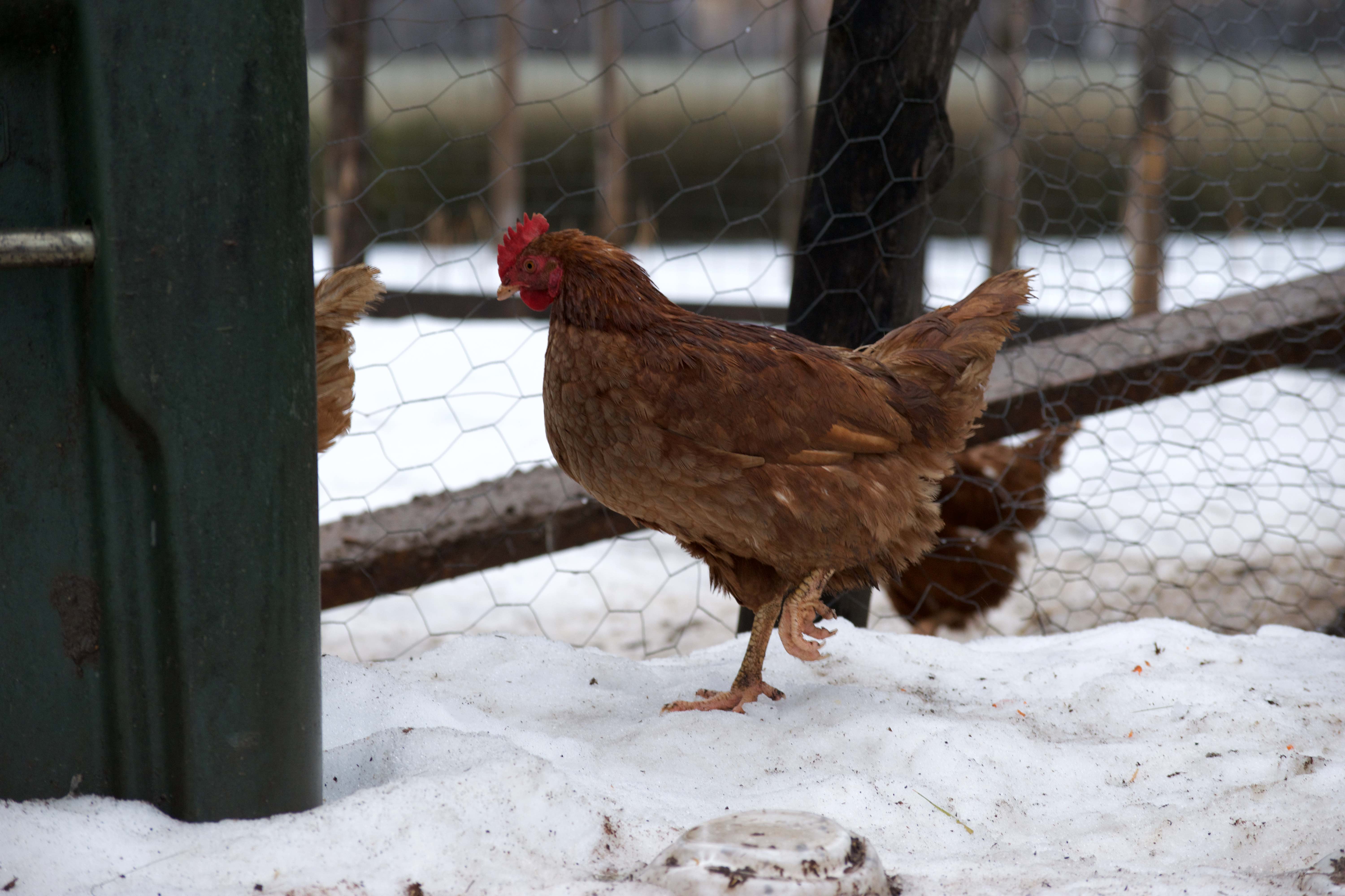 Community News Service » Vermont farmers urge senators to not chicken ...